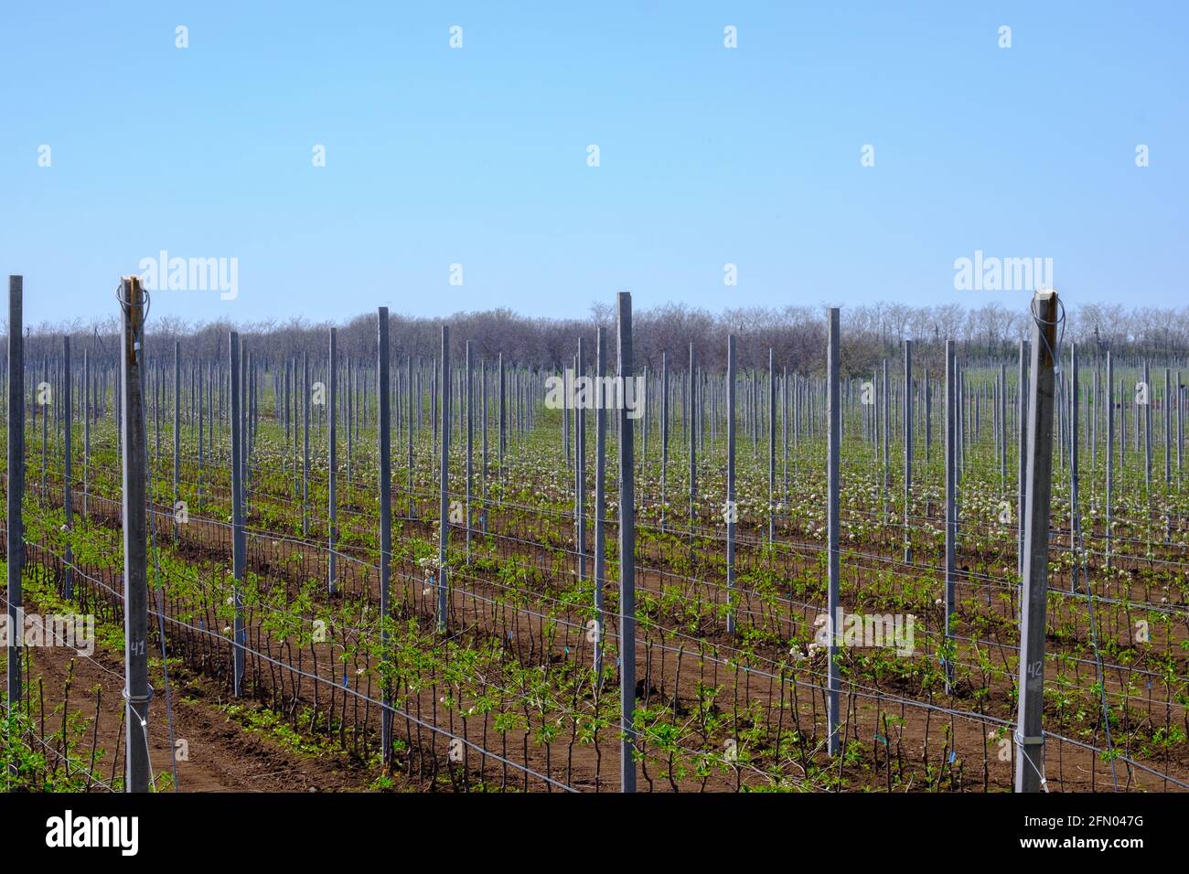 Many young seedlings of flowering apple trees on a modern plantation in ...