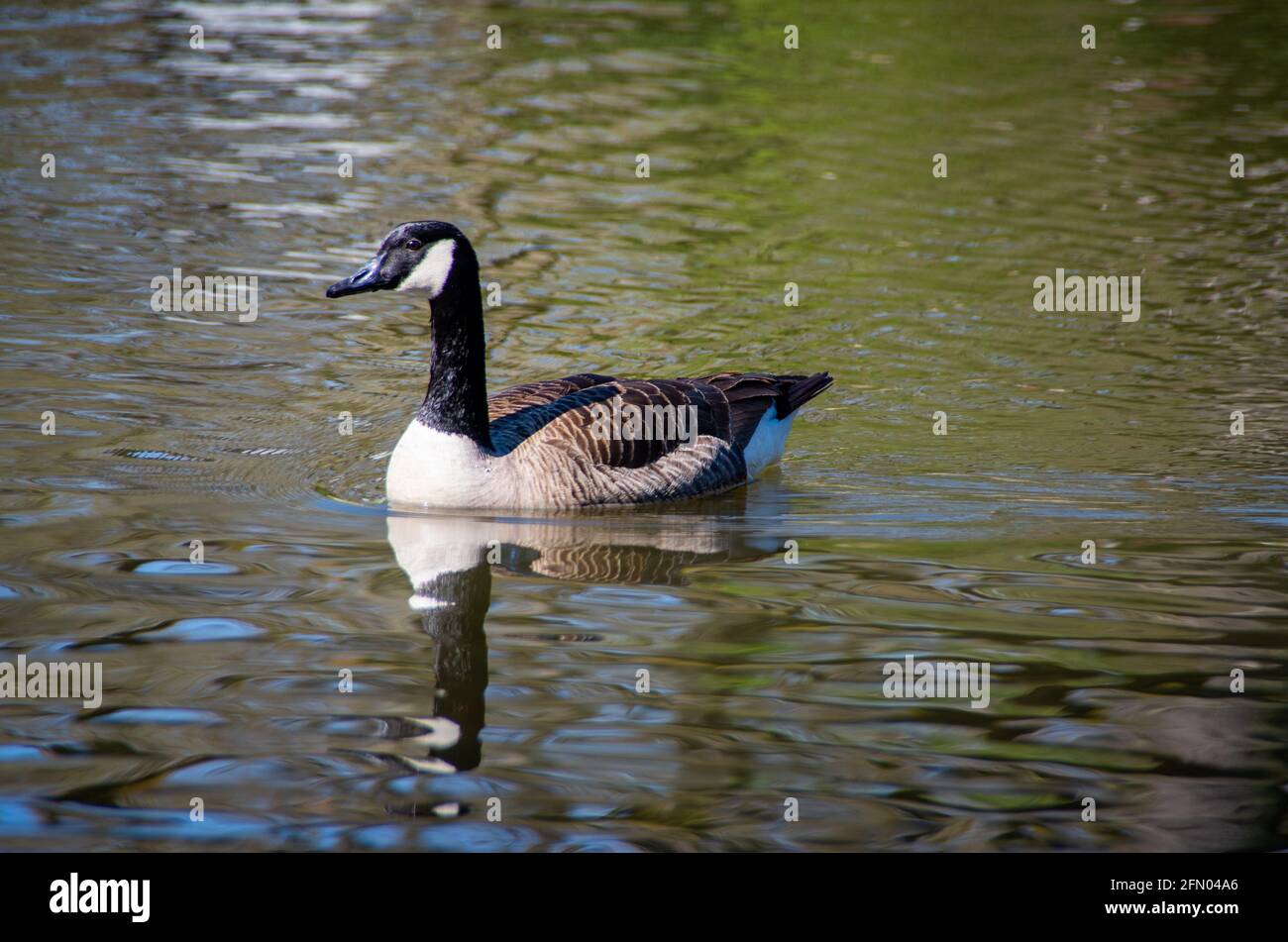 Canada goose, scientific name Branta canadensis Stock Photo - Alamy