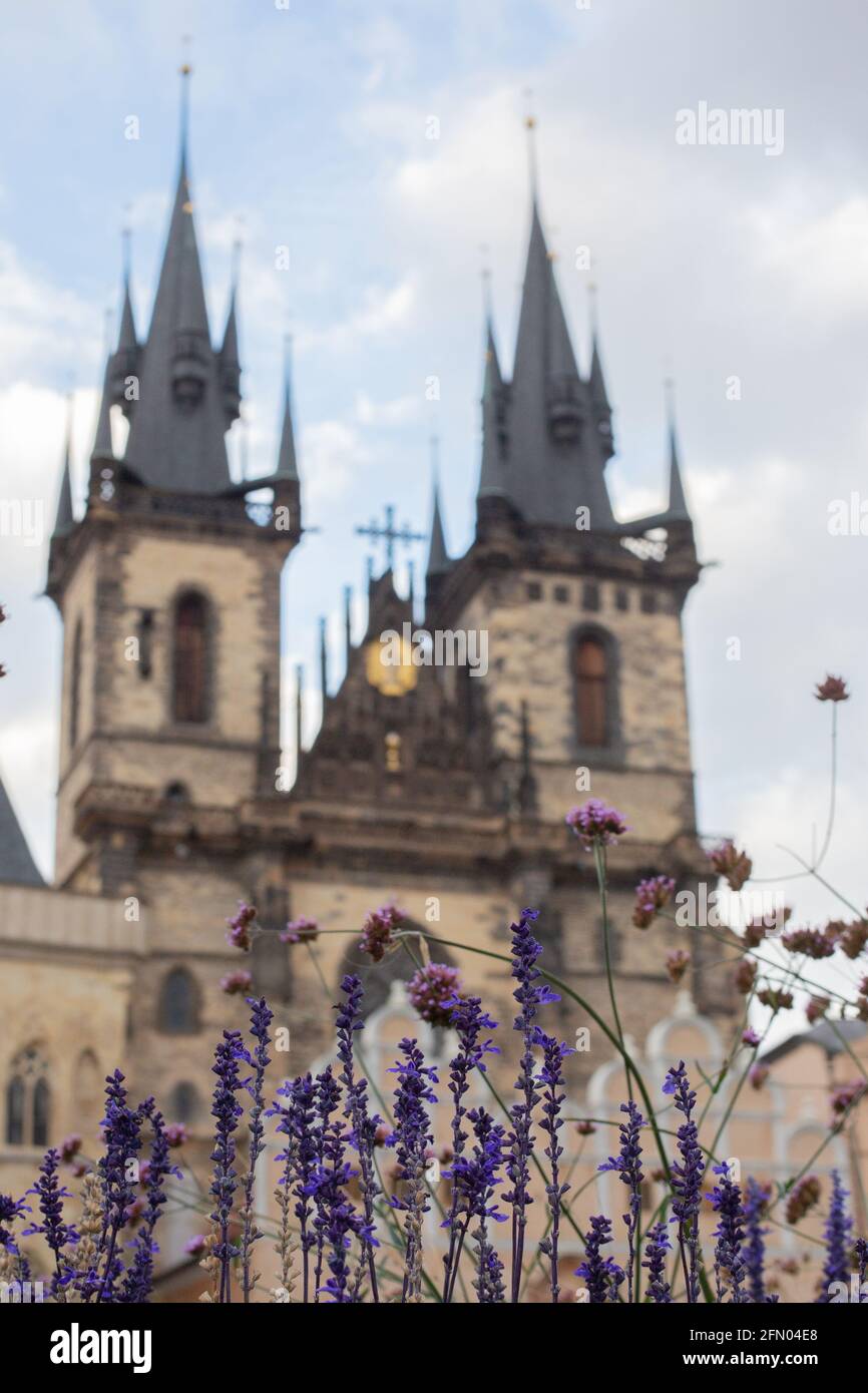Prague, Czech Republic, 2.09.2020 - blue lavender flowers on Old Town ...