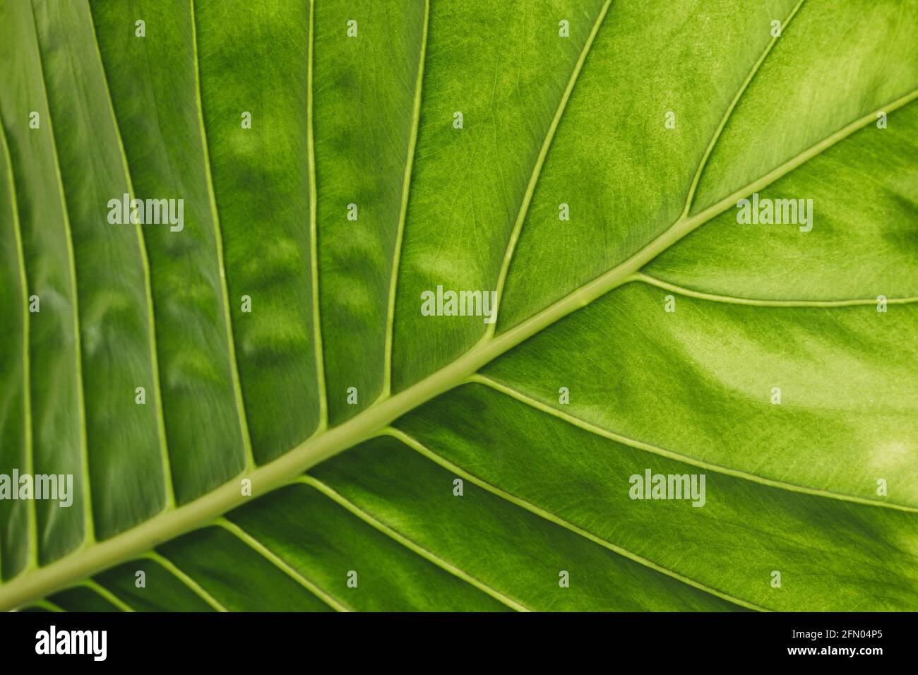 close-up horizontal detail of a green alocasia leaf with diagonal ...