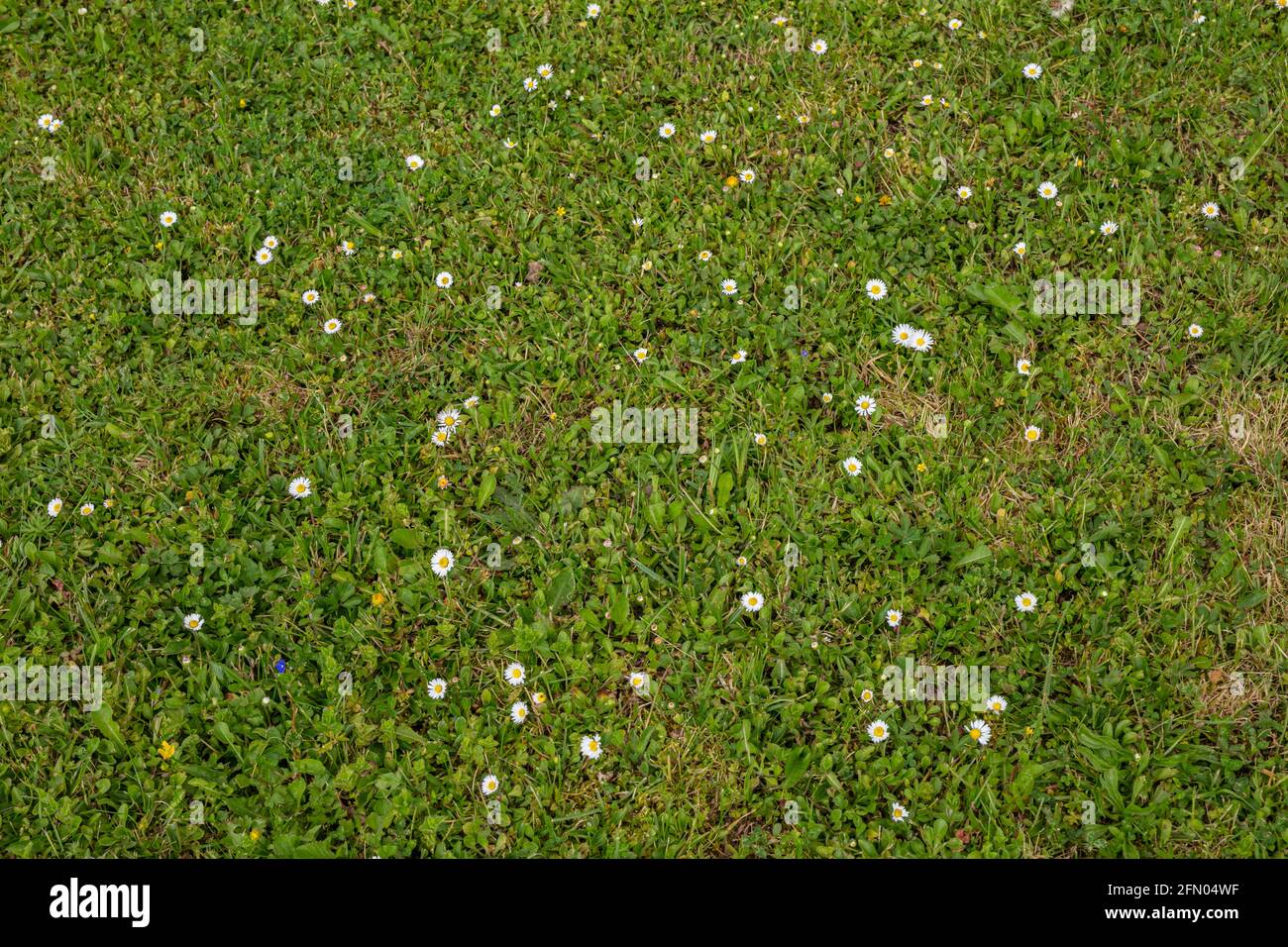 Spring green grass texture with flowers Stock Photo - Alamy
