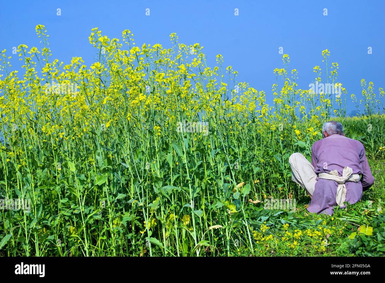 Man manual cutting crops in the field in the countryside near Lahore ...