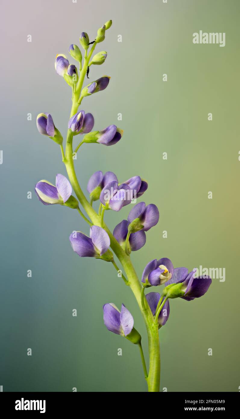 Growing branch of false indigo plant (Baptisia australis Stock Photo ...