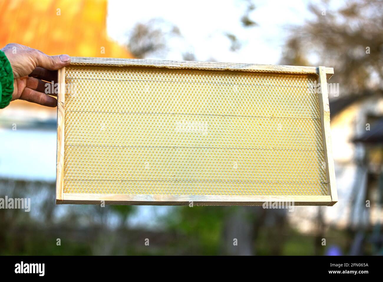 Frame with fresh wax. Beekeeping. beekeeper holds frame in front of the ...