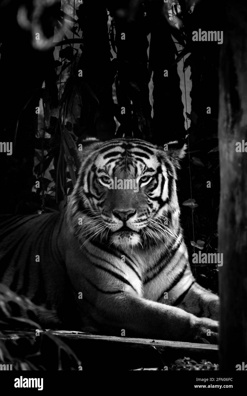 Vertical grayscale shot of a strong proud tiger looking at the camera ...