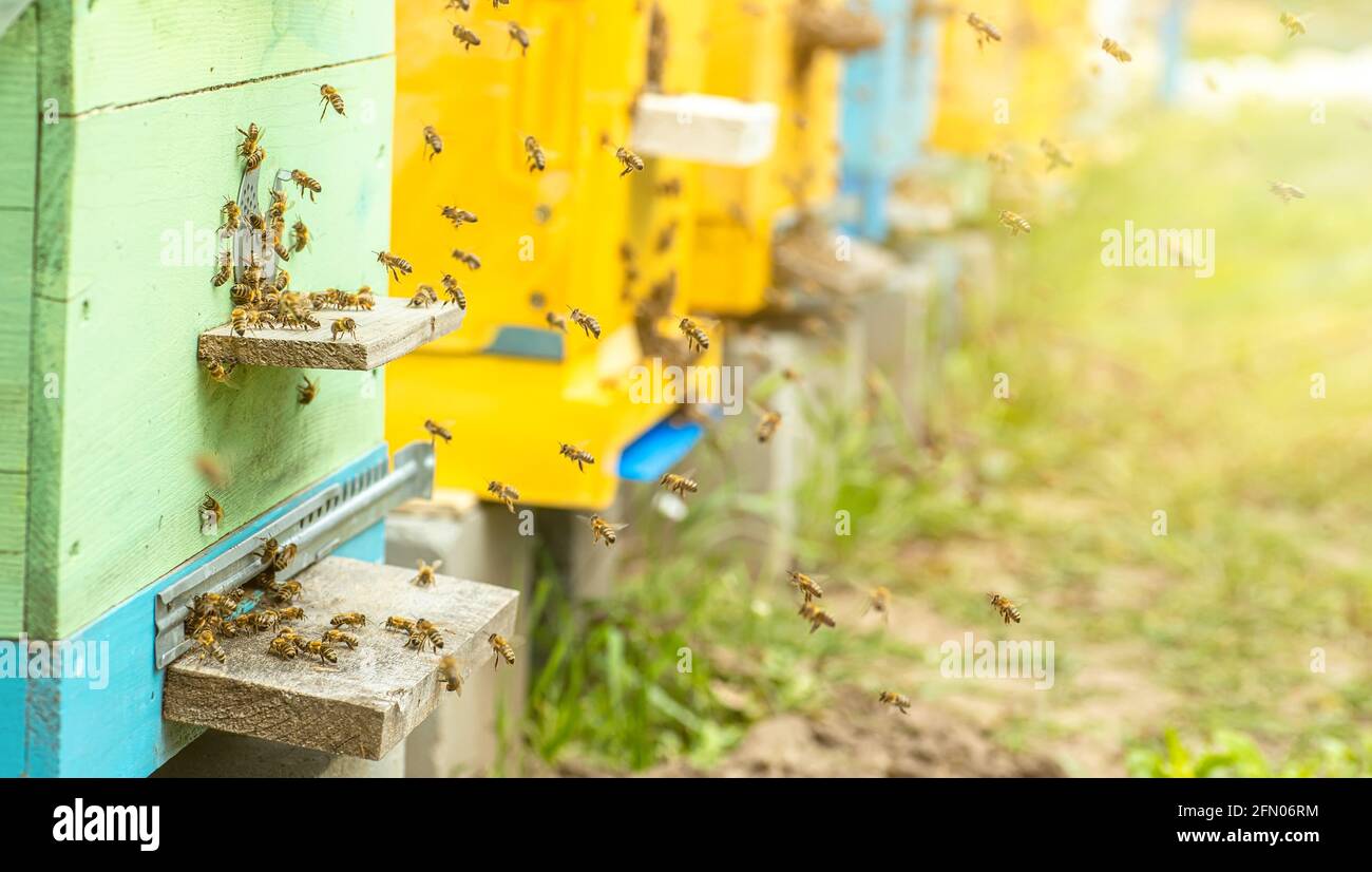Blossoming garden with apiary. Bees spring under the flowering trees of ...