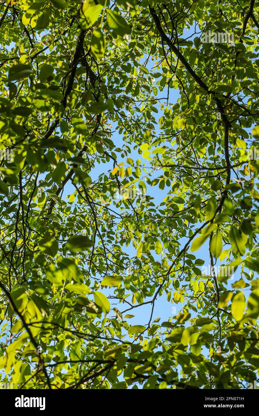 Look up through the green leaves and branches of a walnut tree Stock ...