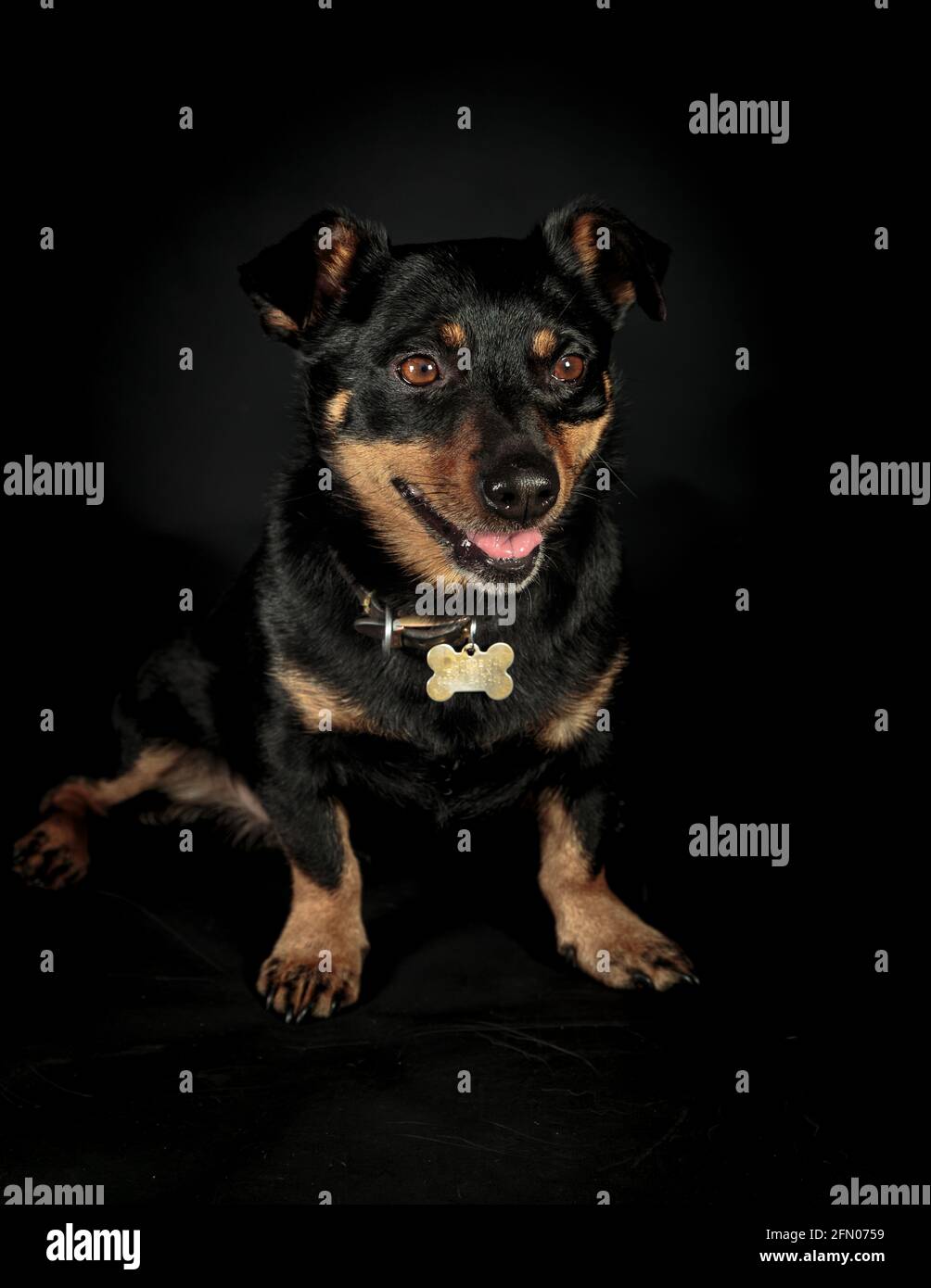 Lancashire Heeler Dog on Black Background Stock Photo - Alamy