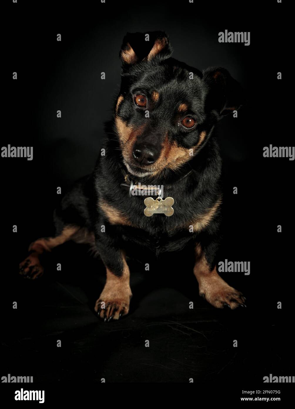 Lancashire heeler dog hi-res stock photography and images - Alamy