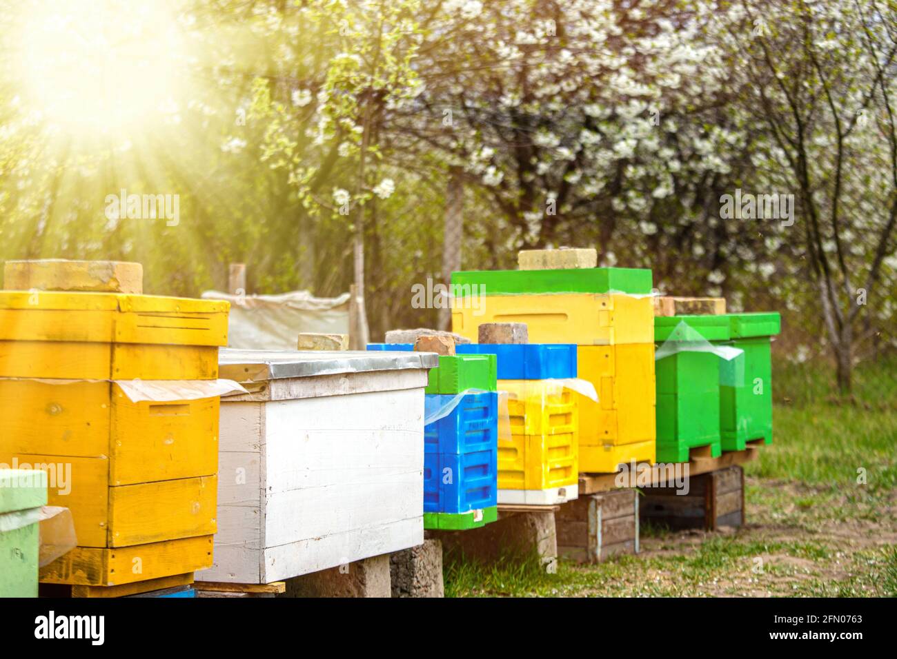 Blossoming garden with apiary. Bees spring under the flowering trees of ...