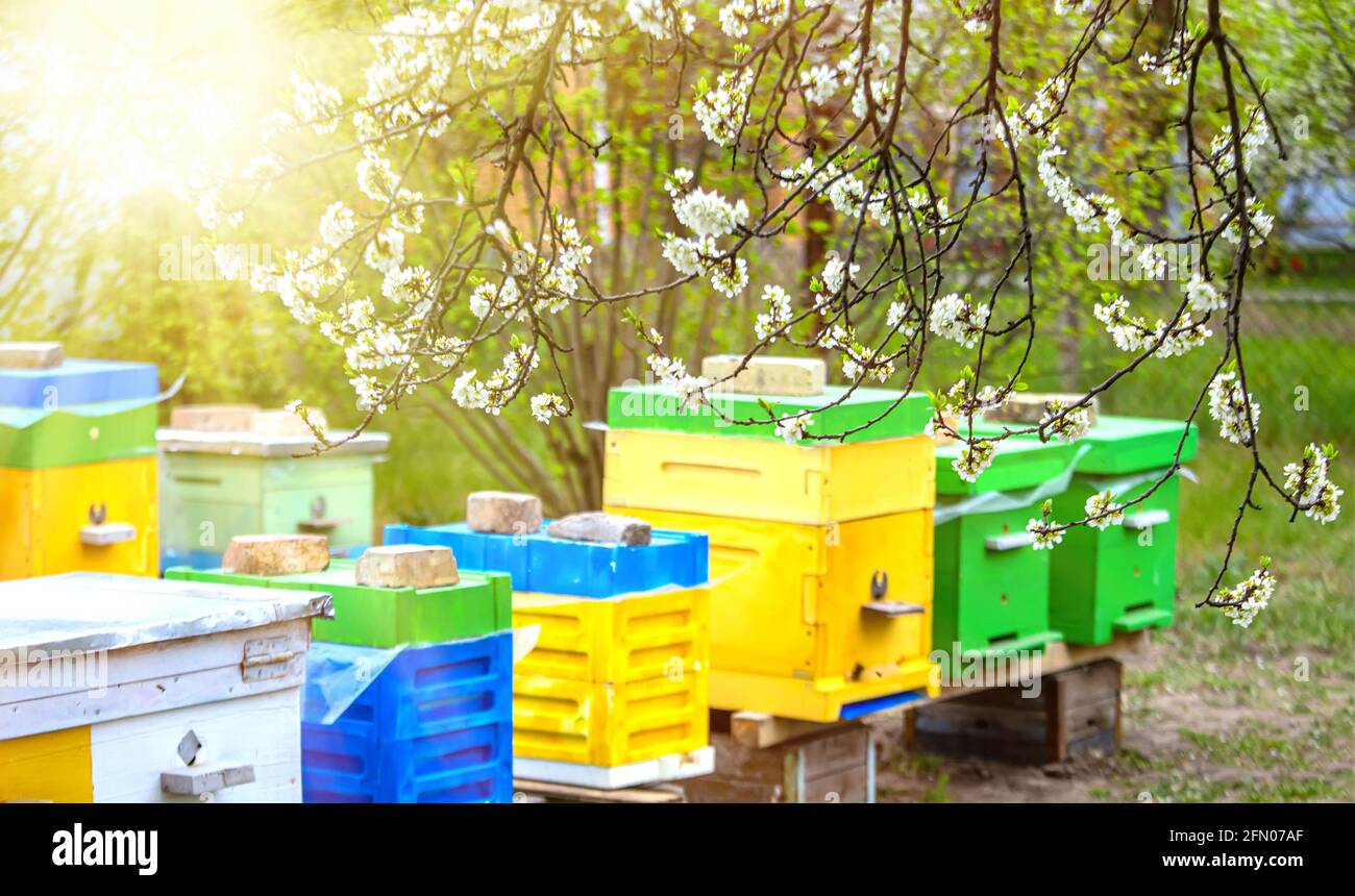 Blossoming garden with apiary. Bees spring under the flowering trees of ...