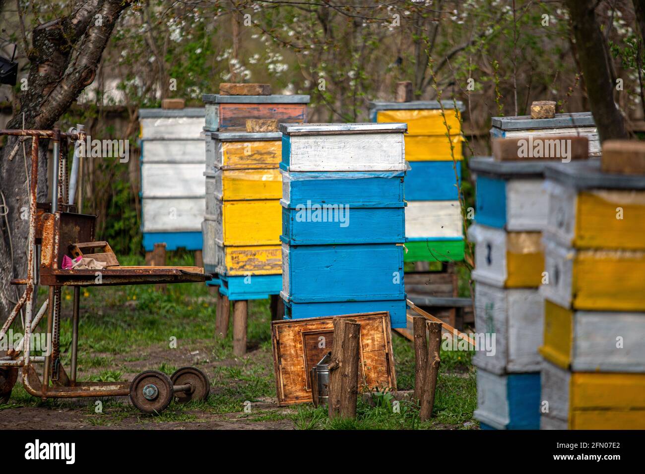 Blossoming garden with apiary. Bees spring under the flowering trees of ...