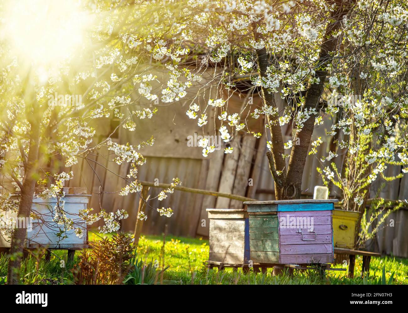 Blossoming garden with apiary. Bees spring under the flowering trees of ...