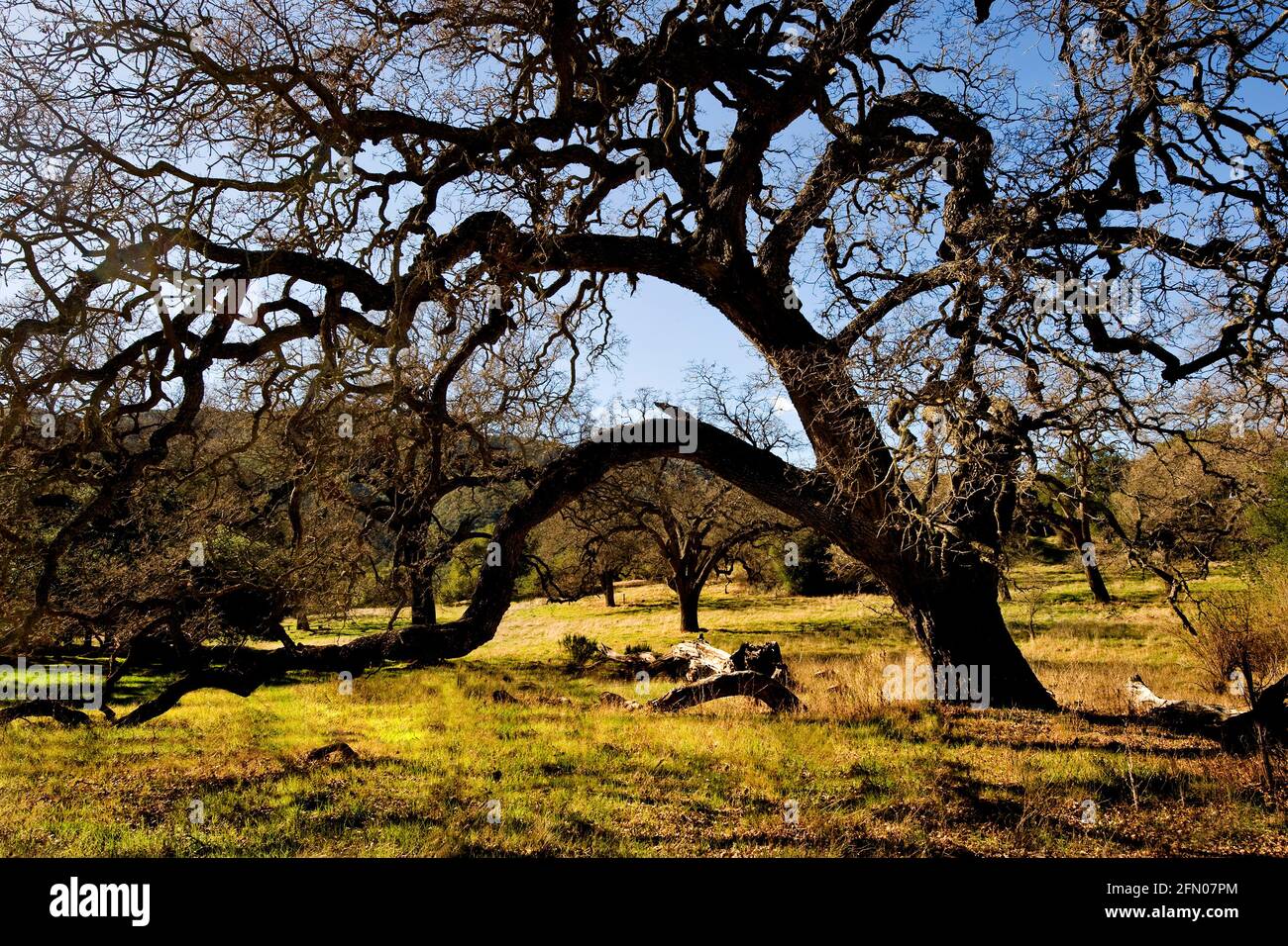 Coastal Live Oak (Quercus agrifolia) stretching its branches, Santa ...