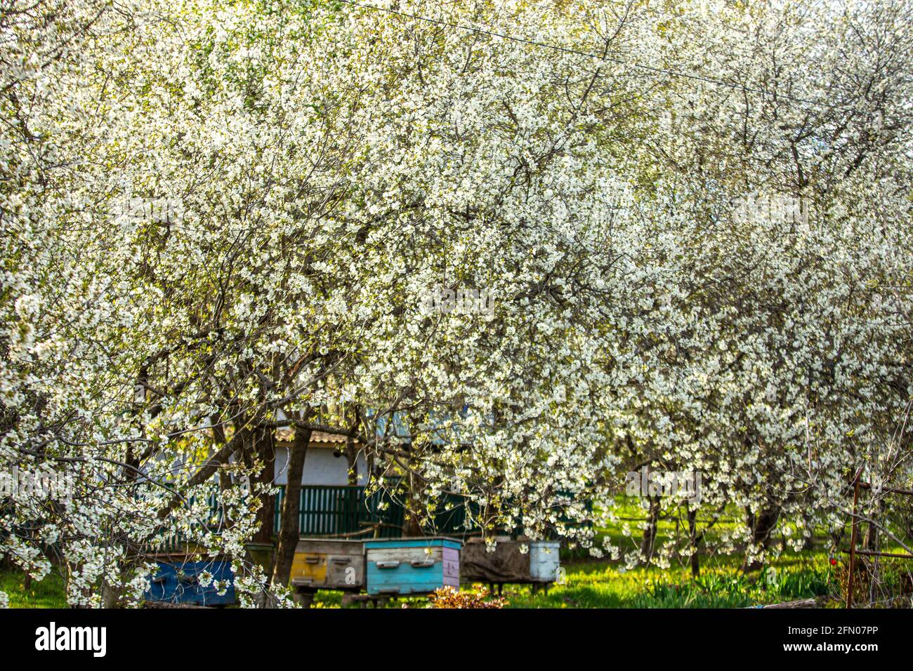 Blossoming garden with apiary. Bees spring under the flowering trees of ...