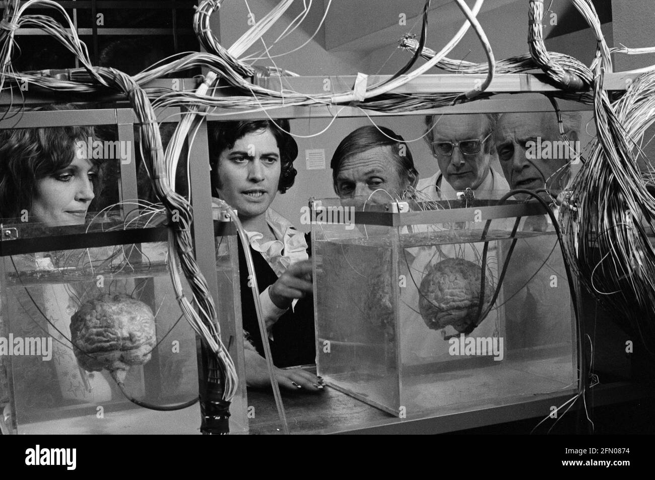 Finch jenny hi-res stock photography and images - Alamy