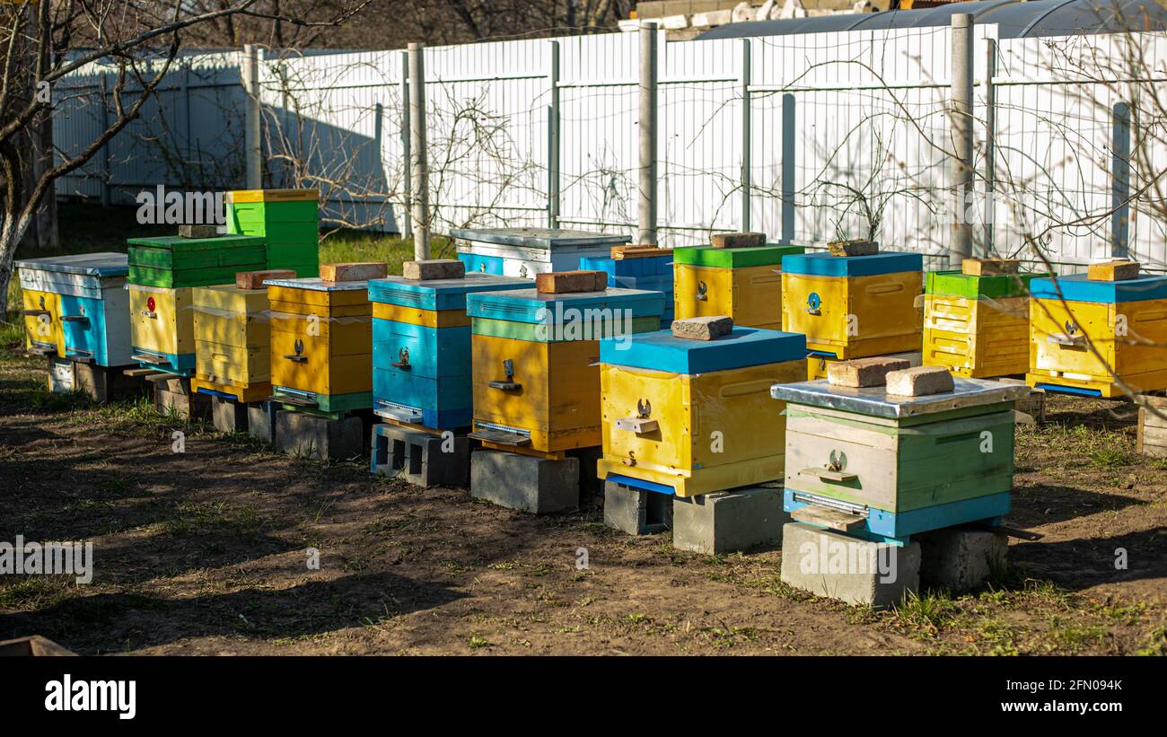 Colorful wooden and plastic hives in summer. Apiary standing in yard ...