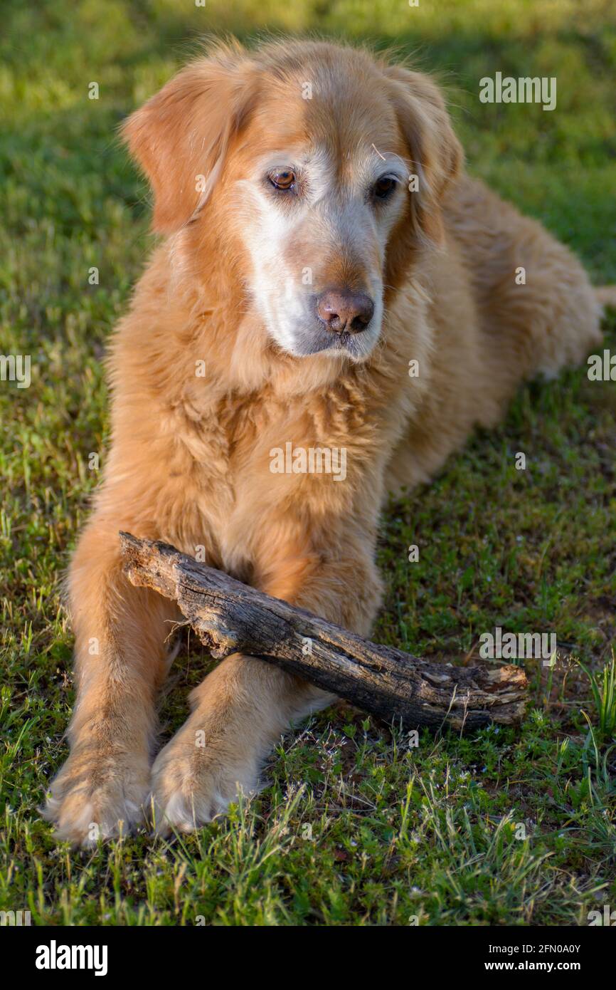 Senior golden retriever hi-res stock photography and images - Alamy