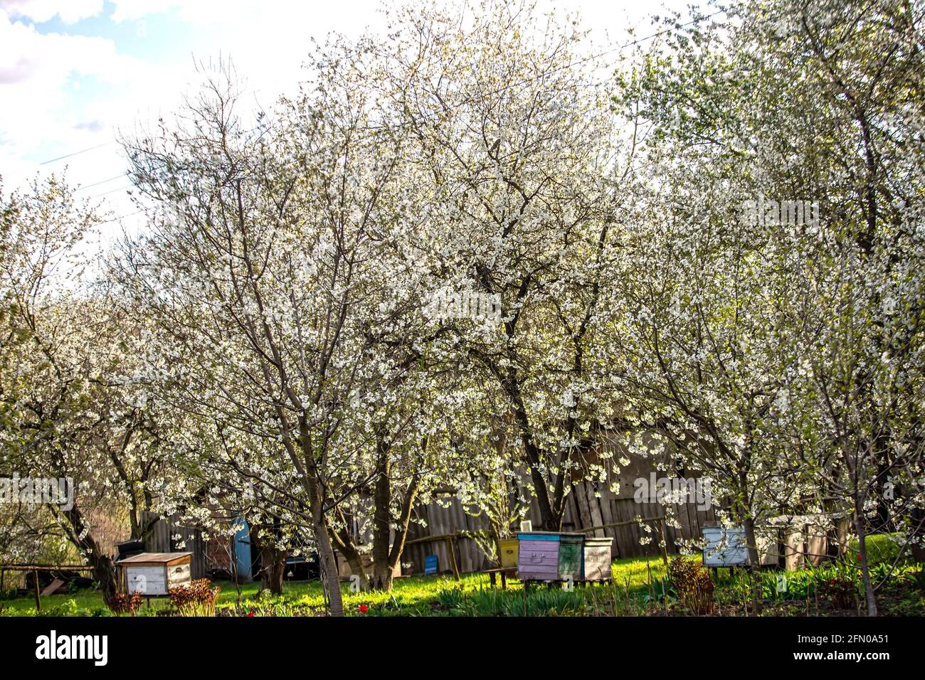 Blossoming garden with apiary. Bees spring under the flowering trees of ...