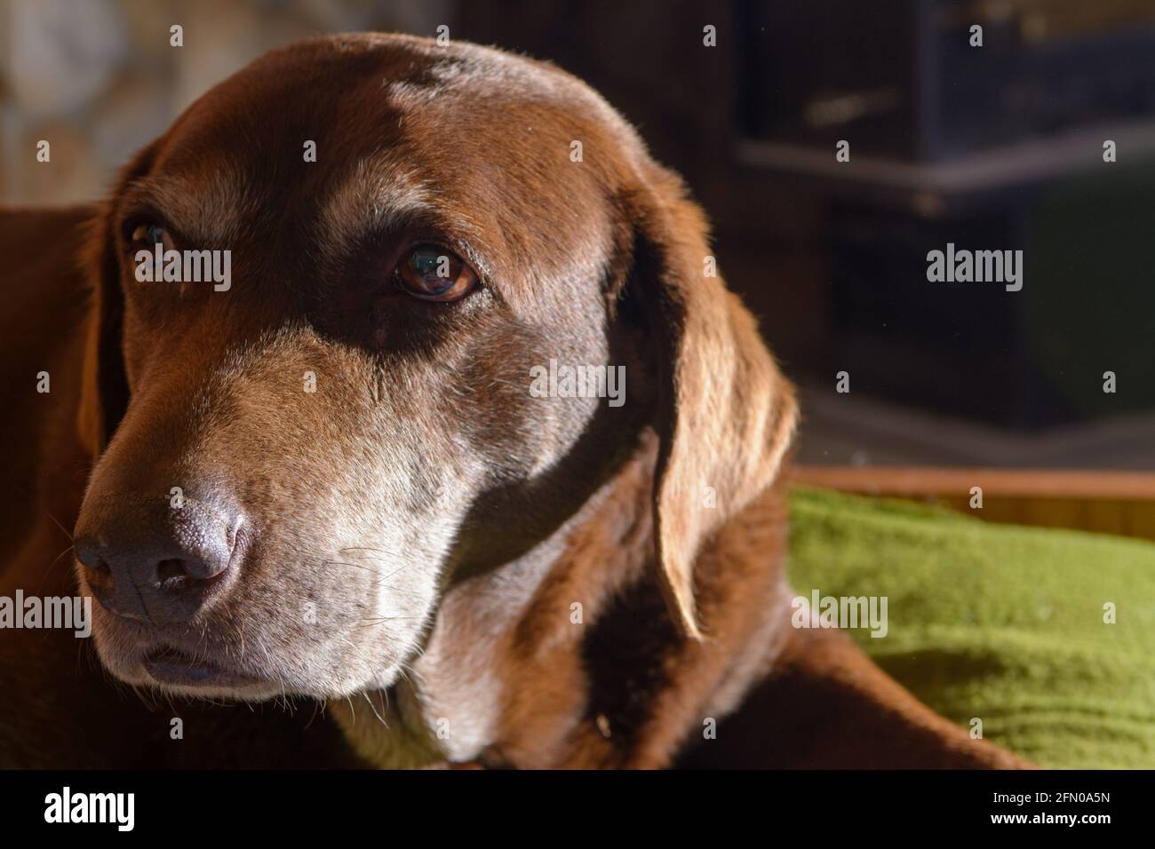 Retriver dog hi-res stock photography and images - Alamy