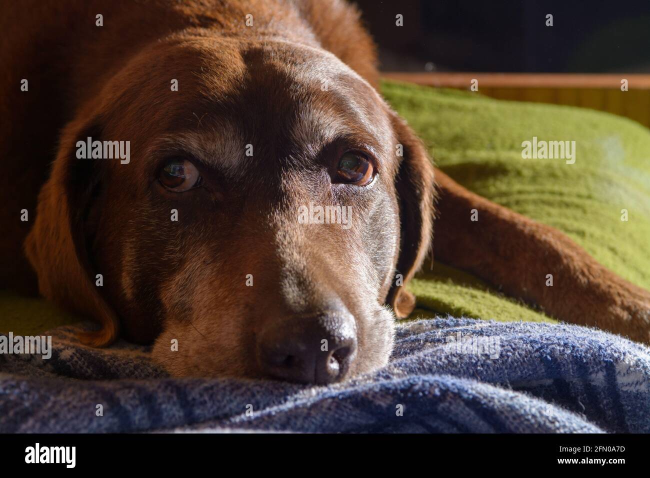 Retriver dog hi-res stock photography and images - Alamy