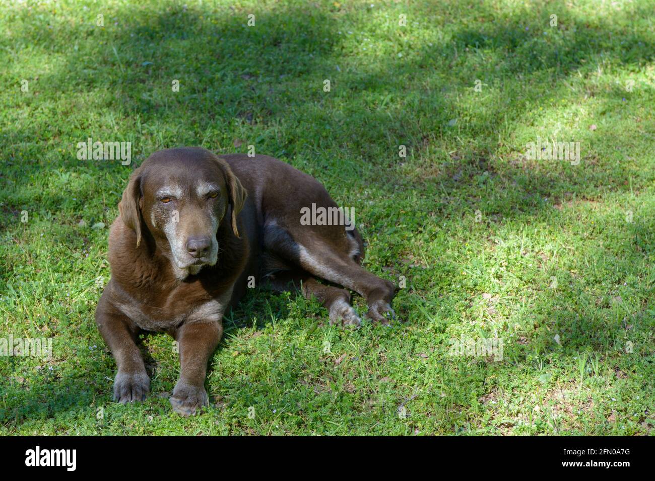 old senior chocolate labrador retriver dog in the shade Stock Photo - Alamy