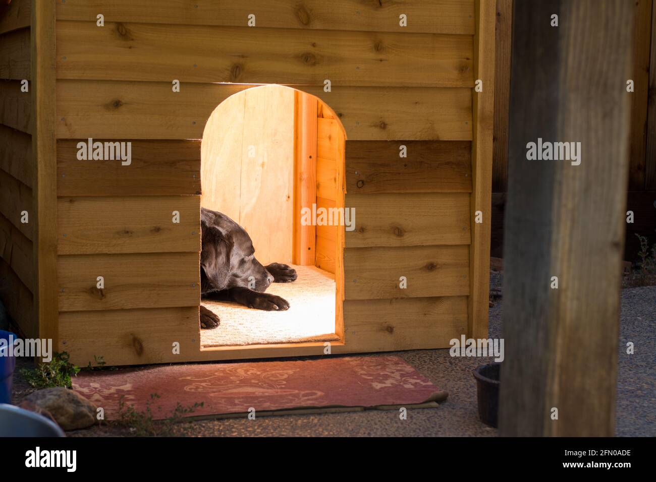 black labrador retriever dog sleeping in dog house Stock Photo - Alamy