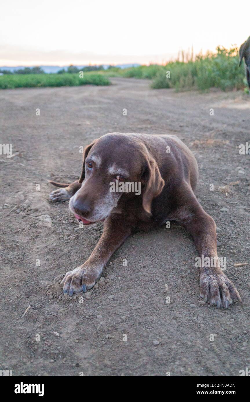 old senior chocolate labrador dog chewing Stock Photo - Alamy