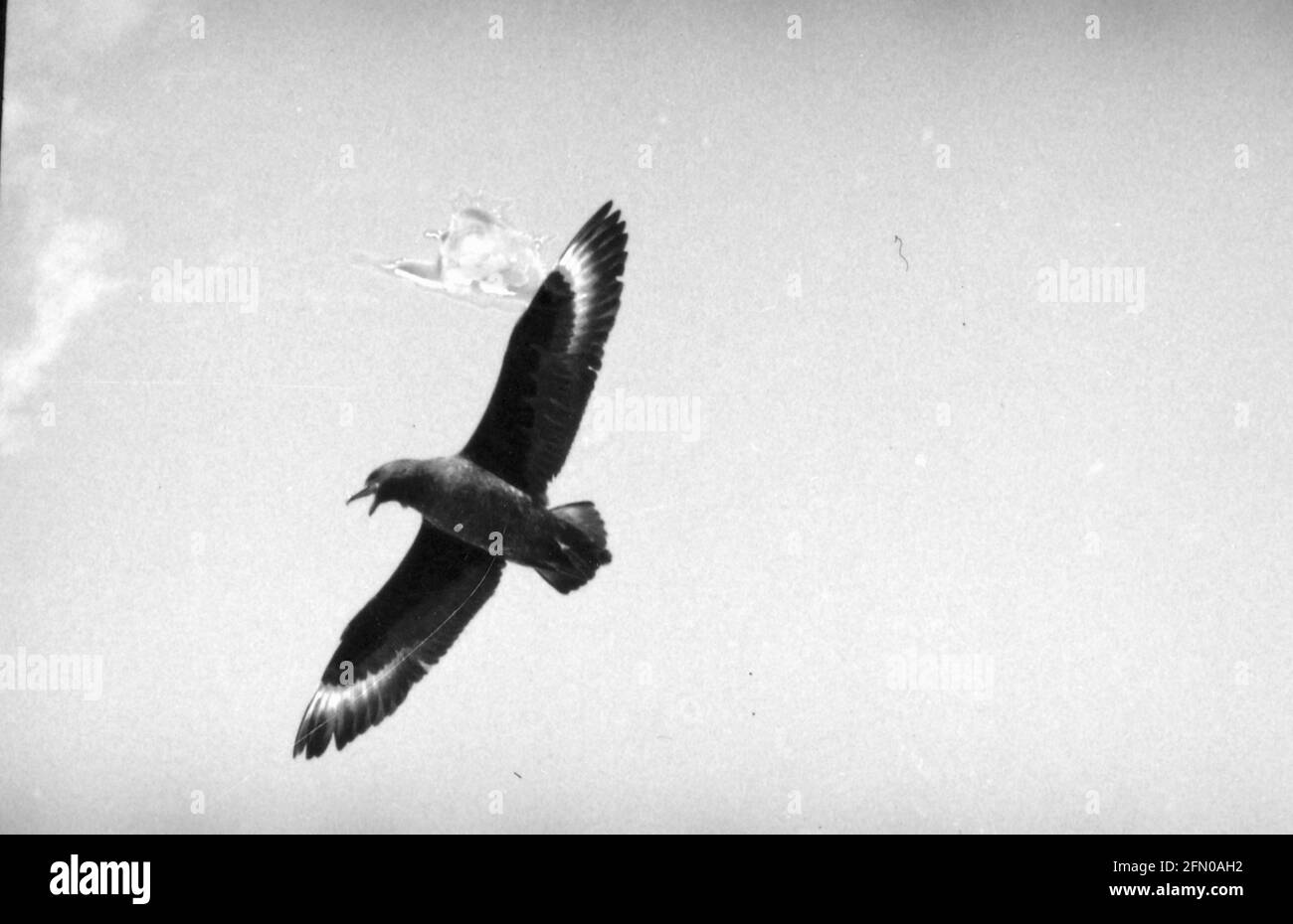 Mr forbush penguins hi-res stock photography and images - Alamy