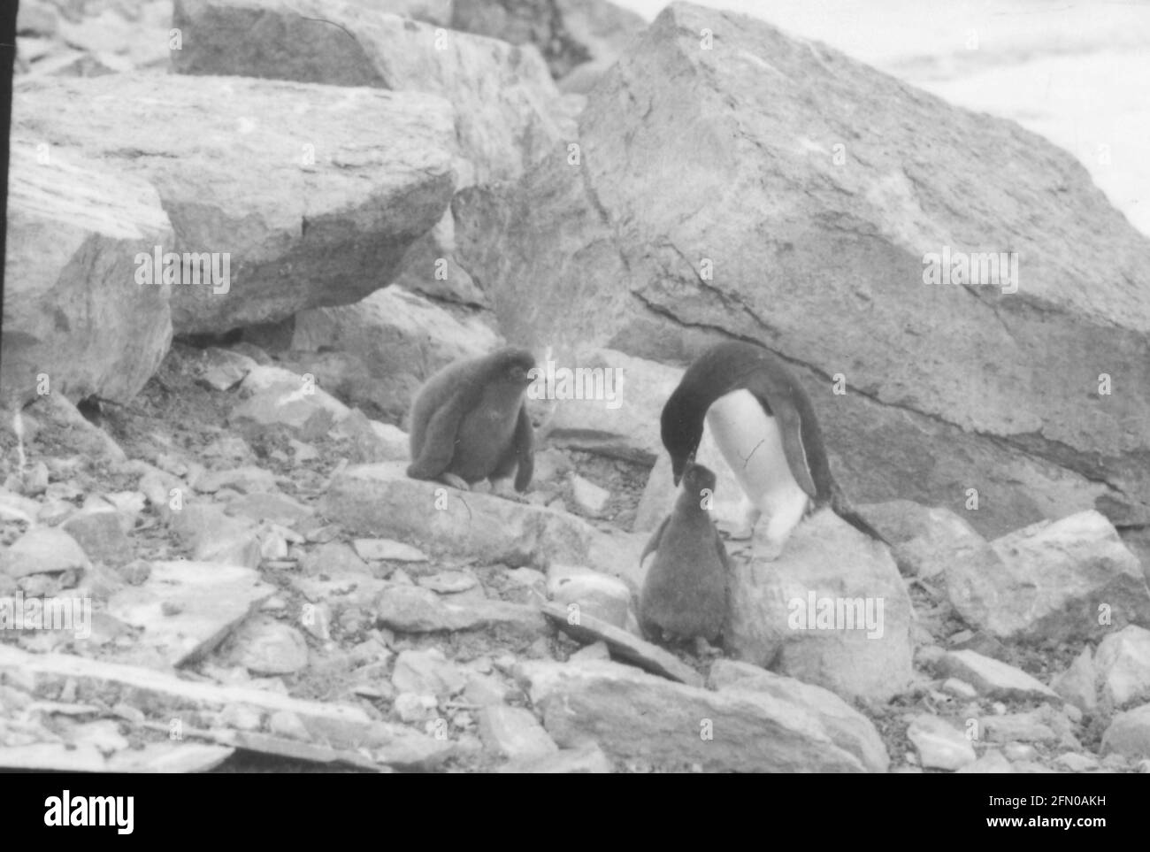 Mr Forbush and the Penguins, 1971 Film Stock Photo - Alamy