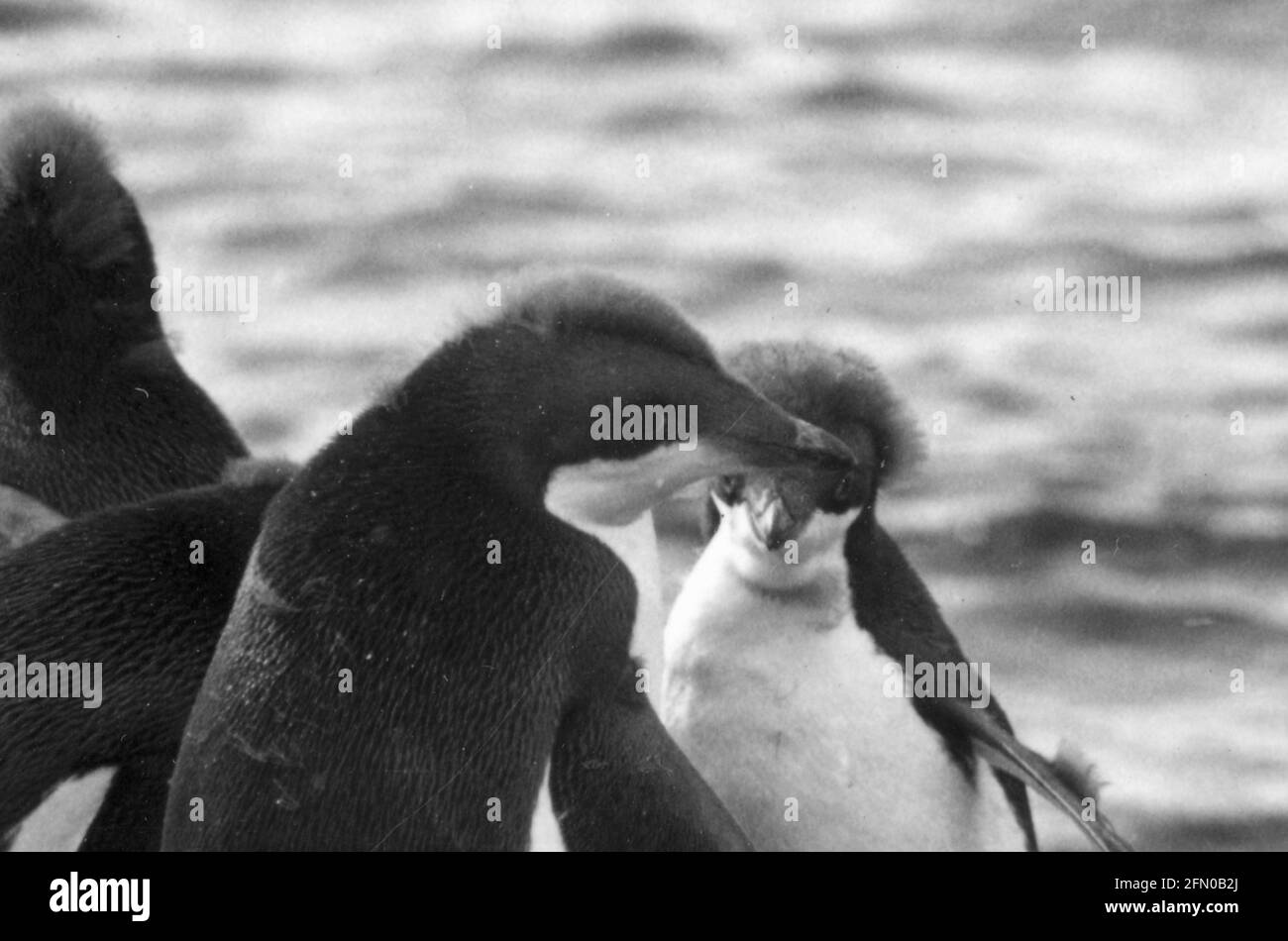 Mr forbush penguins hi-res stock photography and images - Alamy
