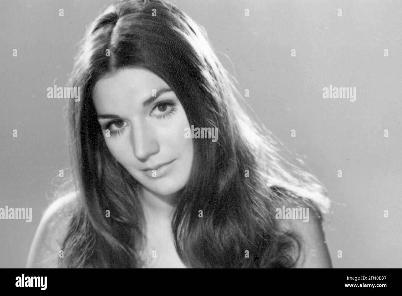 Mr forbush penguins hi-res stock photography and images - Alamy