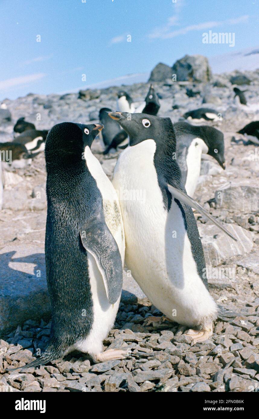 Mr forbush penguins hi-res stock photography and images - Alamy