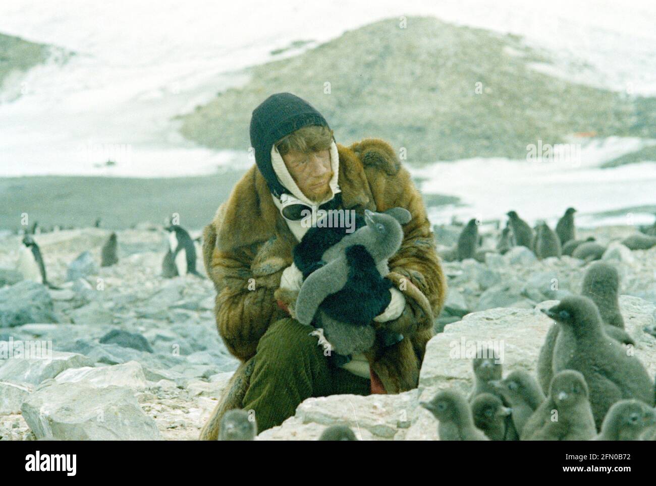 Mr Forbush and the Penguins, 1971, Film Stock Photo - Alamy