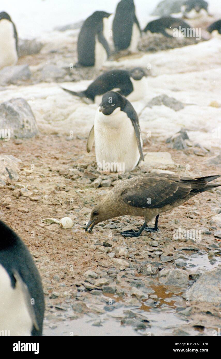 Mr forbush penguins hi-res stock photography and images - Alamy
