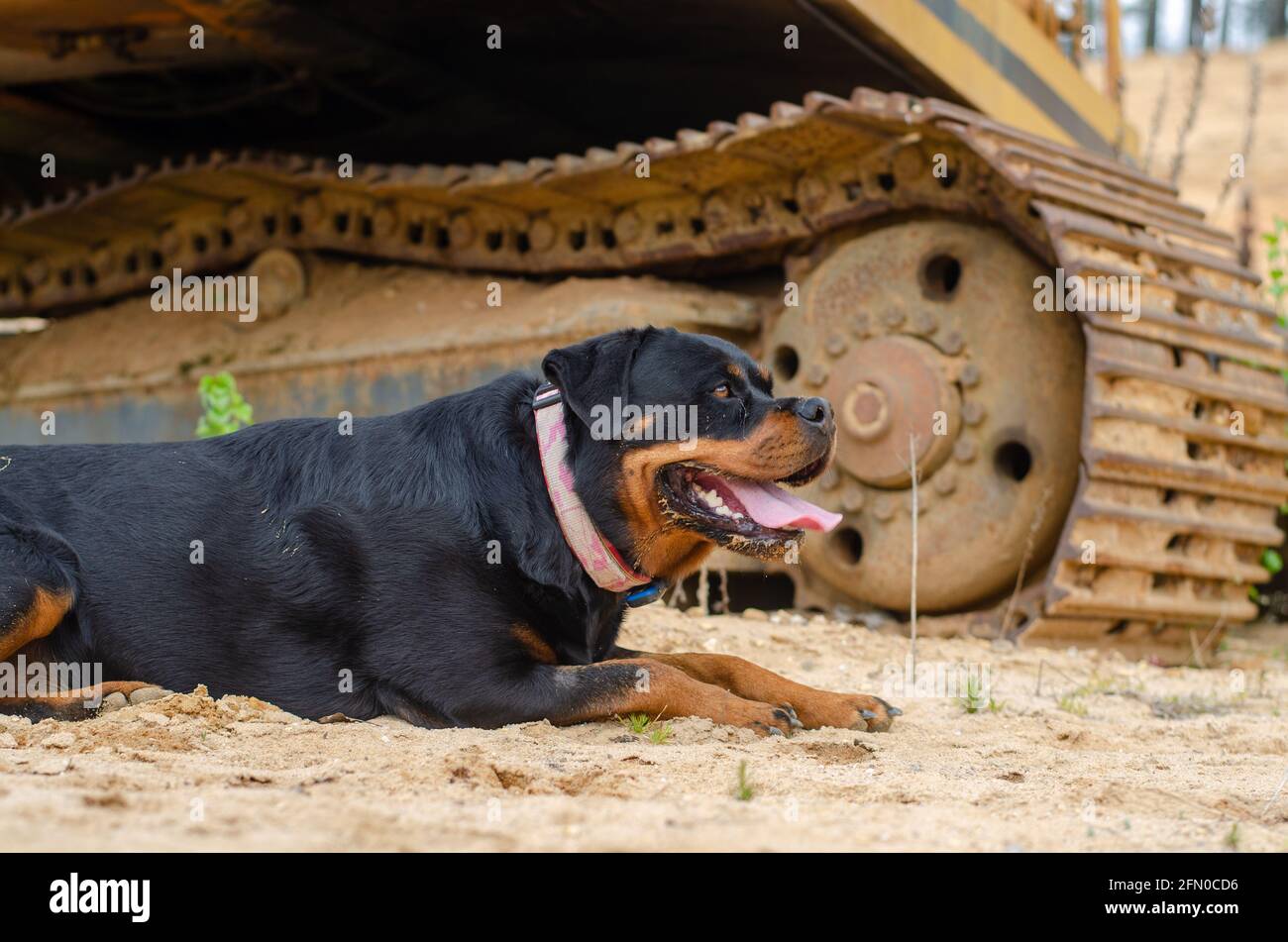Cute smiling Rottweiler Paula with stuck-out tongue lying on the sand ...
