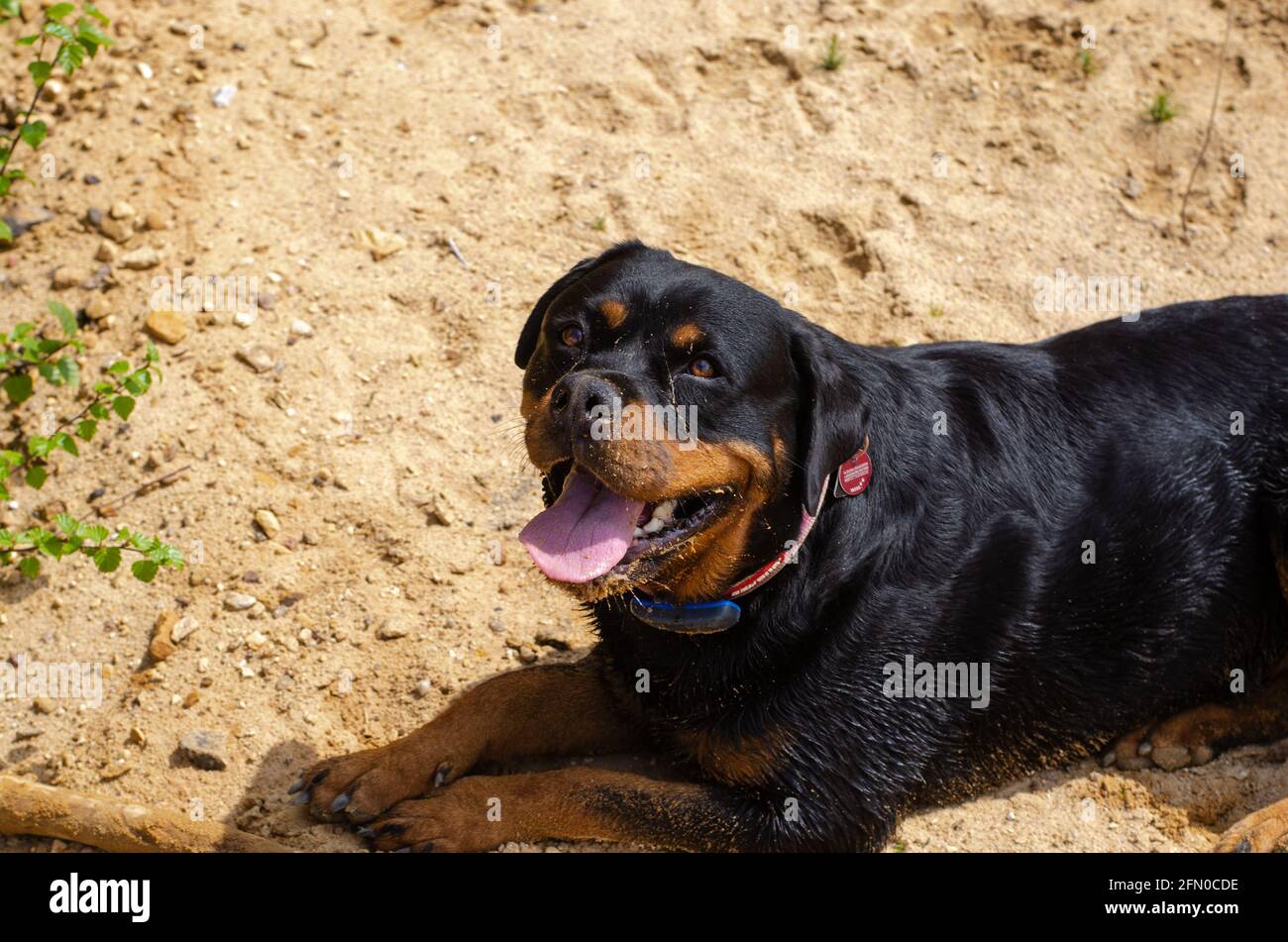 Rottweiler paula hi-res stock photography and images - Alamy