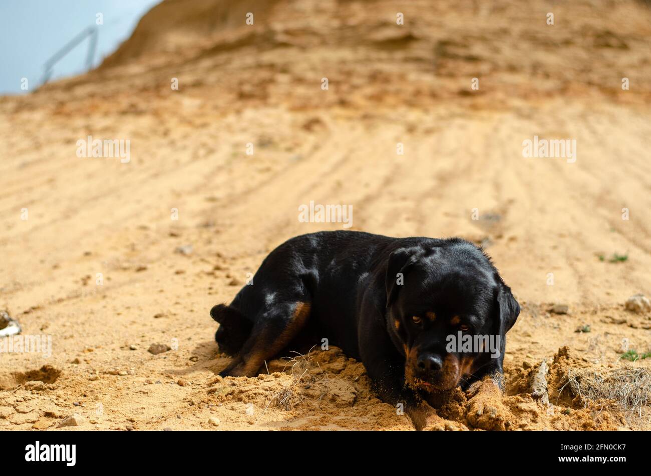 Cute Rottweiler Paula with a sandy nose lying on the ground in a park ...
