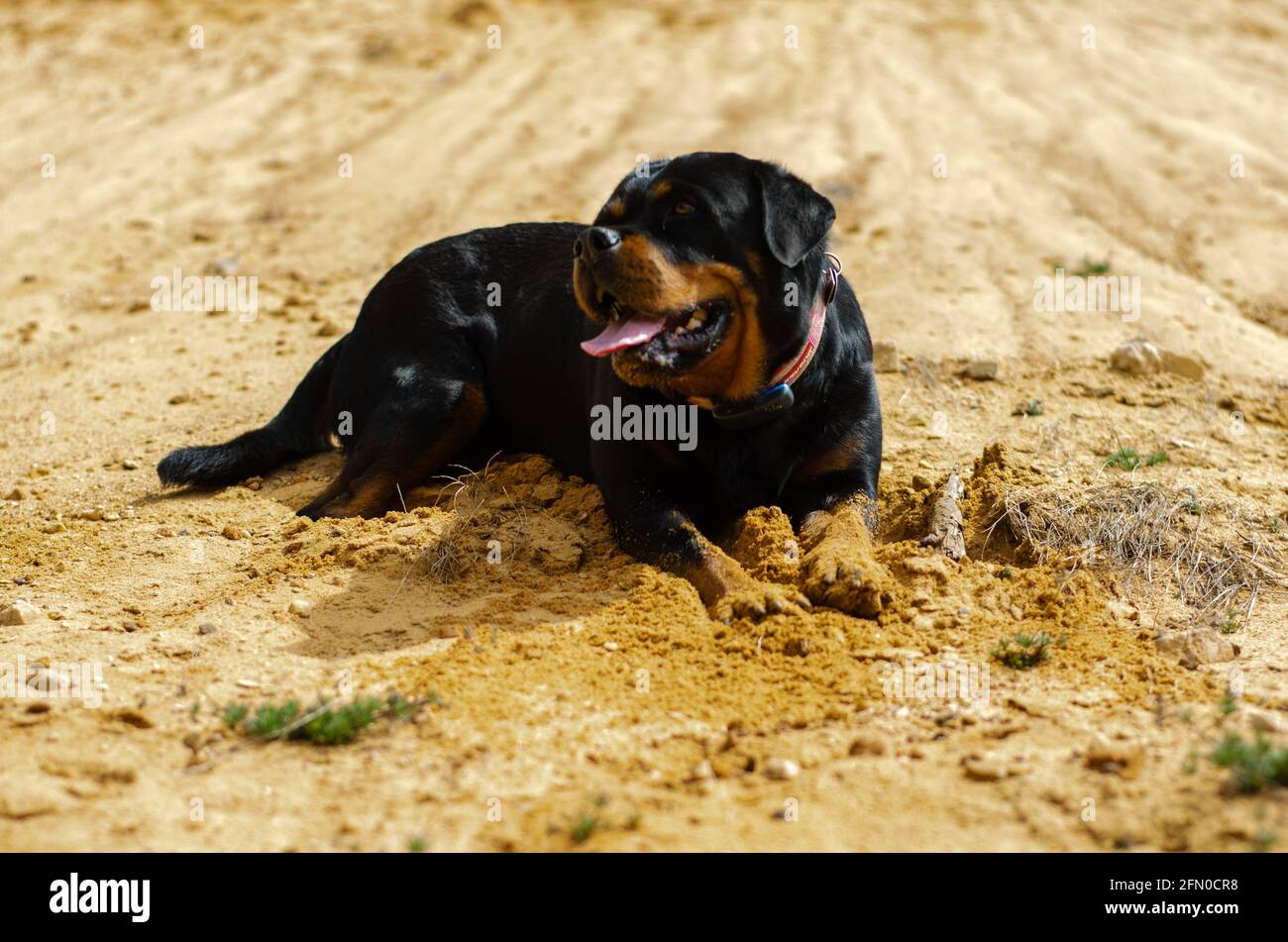 Cute smiling Rottweiler Paula with stuck-out tongue lying on the sand ...