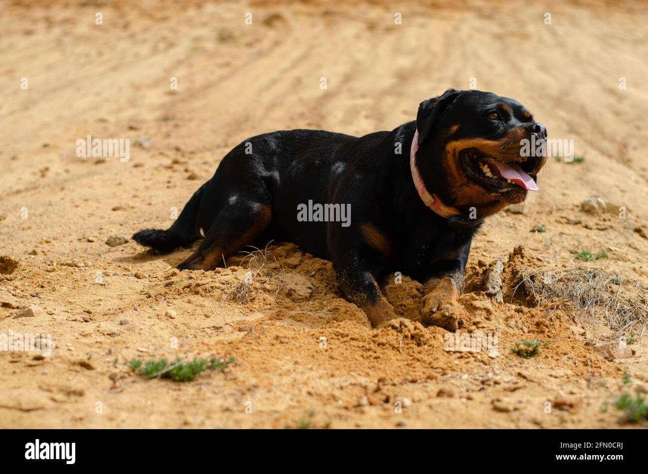 Cute smiling Rottweiler Paula with stuck-out tongue lying on the sand ...