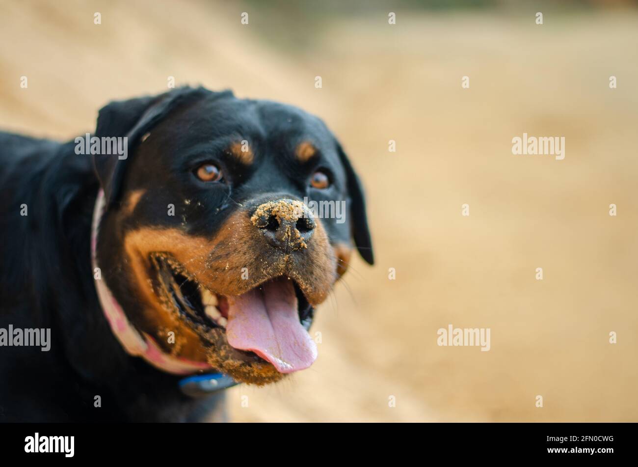 Rottweiler paula hi-res stock photography and images - Alamy