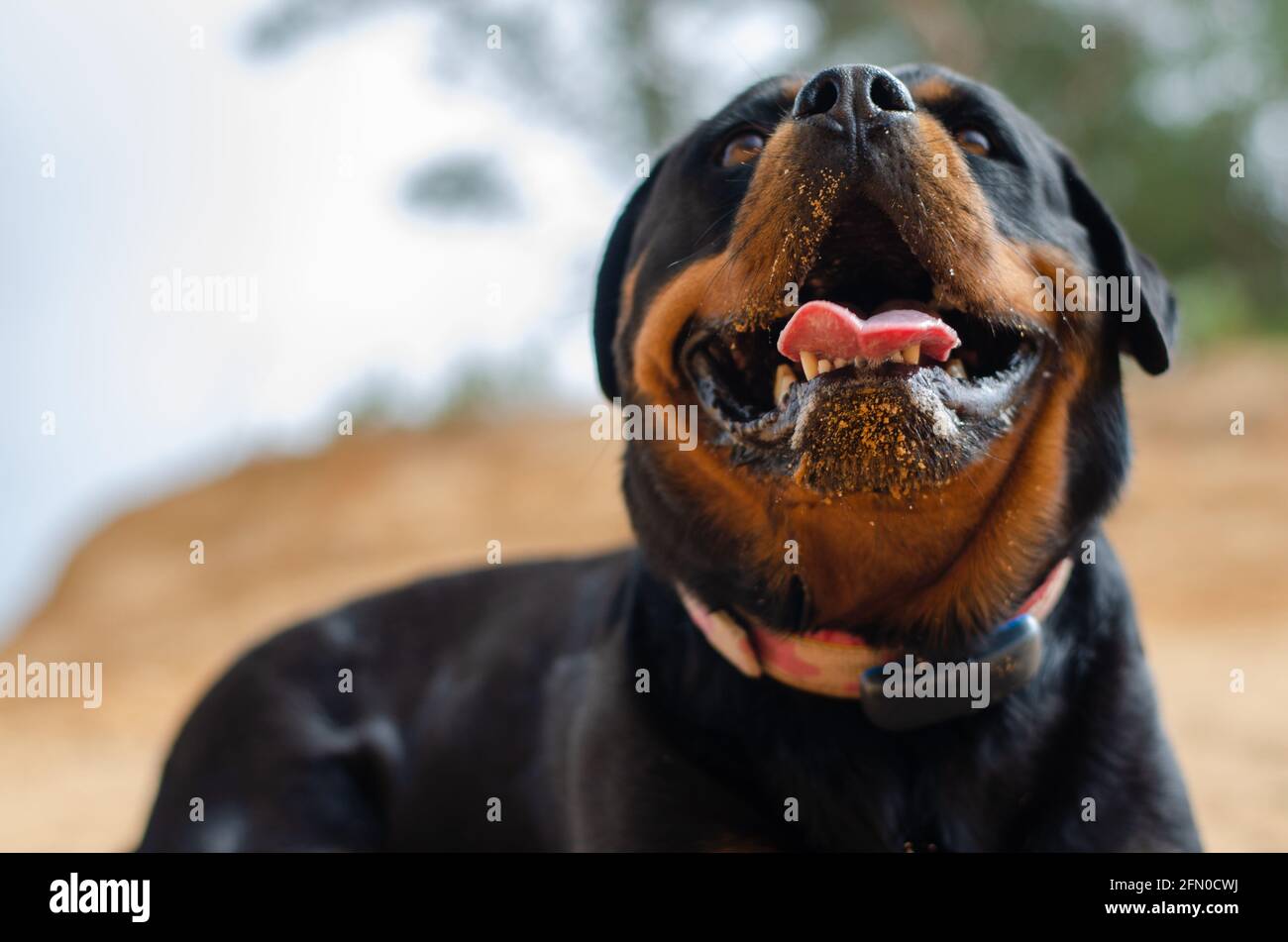 Portrait of a cute smiling Rottweiler Paula with a sandy nose playing ...