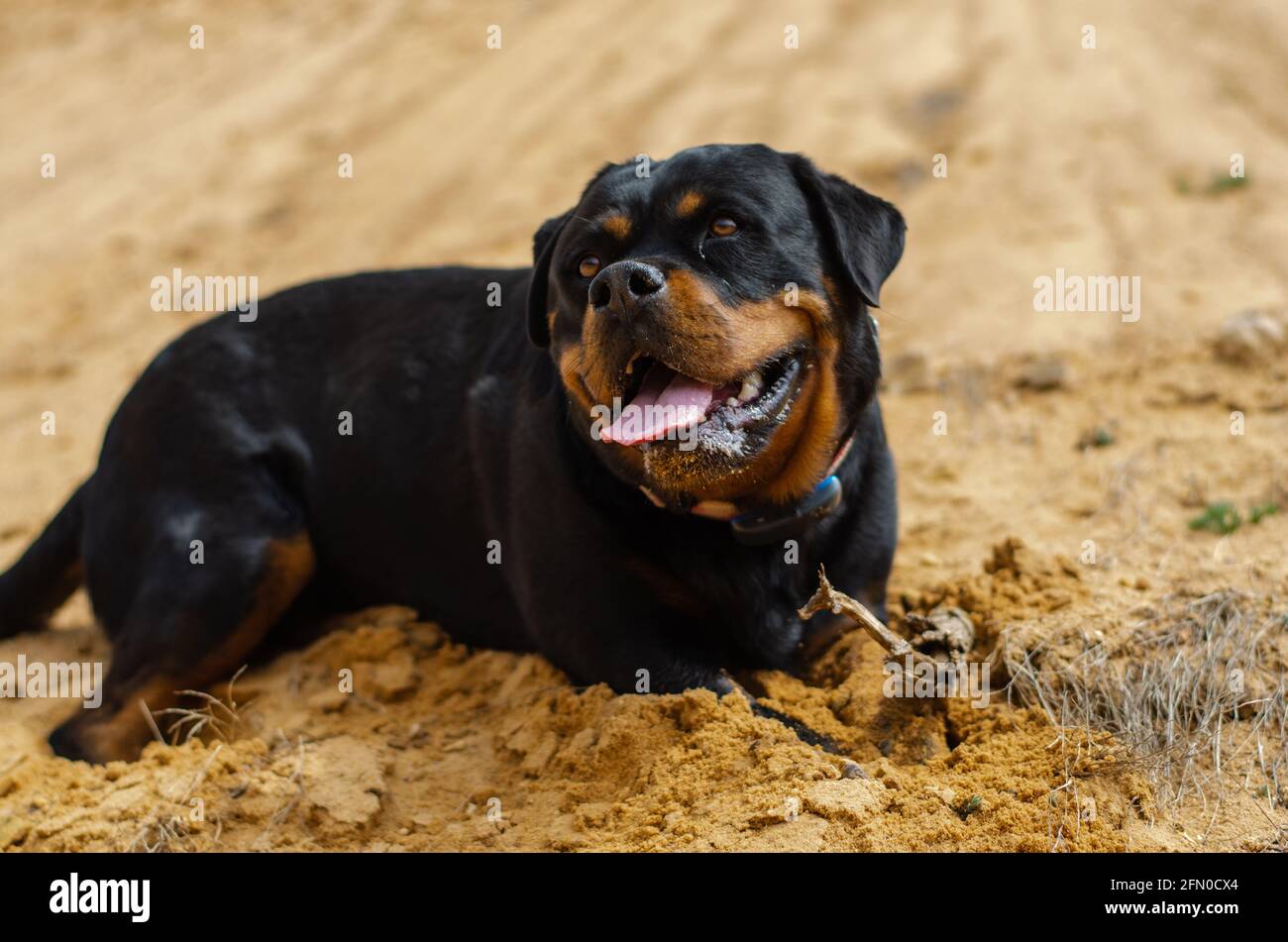 Cute smiling Rottweiler Paula with stuck-out tongue lying on the sand ...