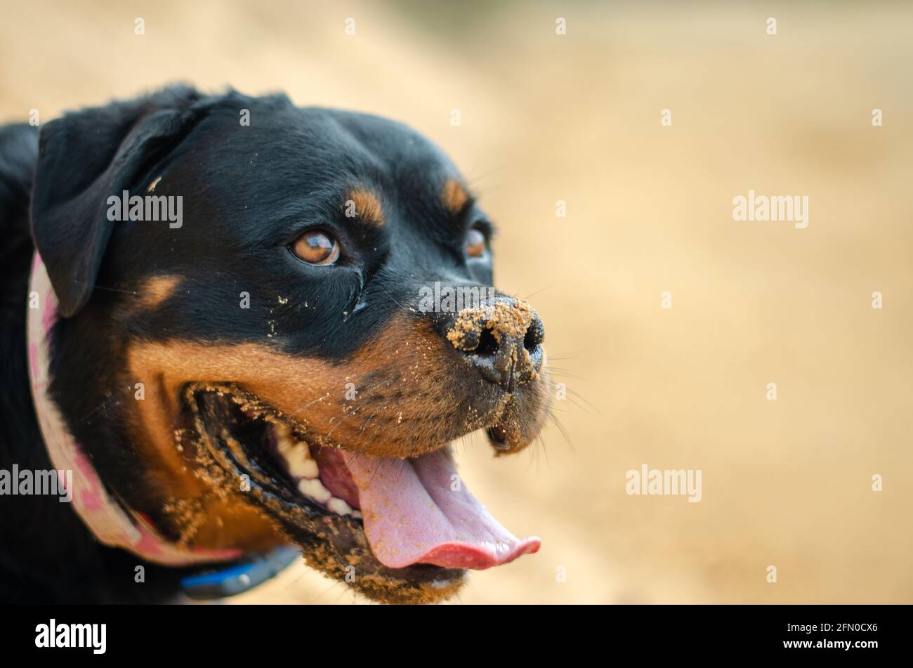 Portrait of a cute smiling Rottweiler Paula with a sandy nose playing ...