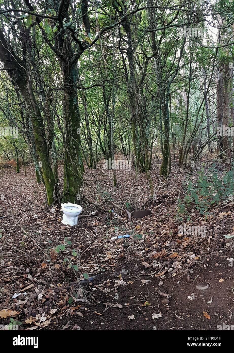 Vertical shot of an old toilet in a forest with wild trees around Stock ...