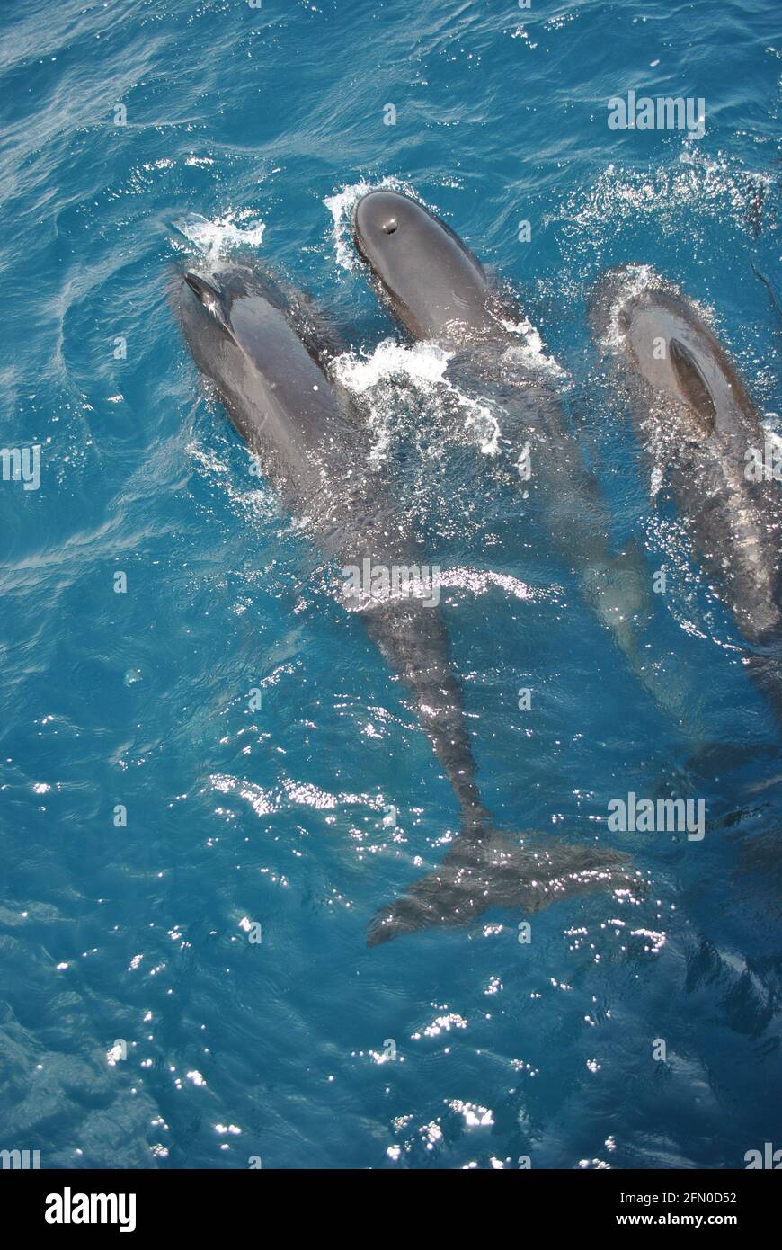 Vertical shot of a group of dolphins playing and swimming underwater ...