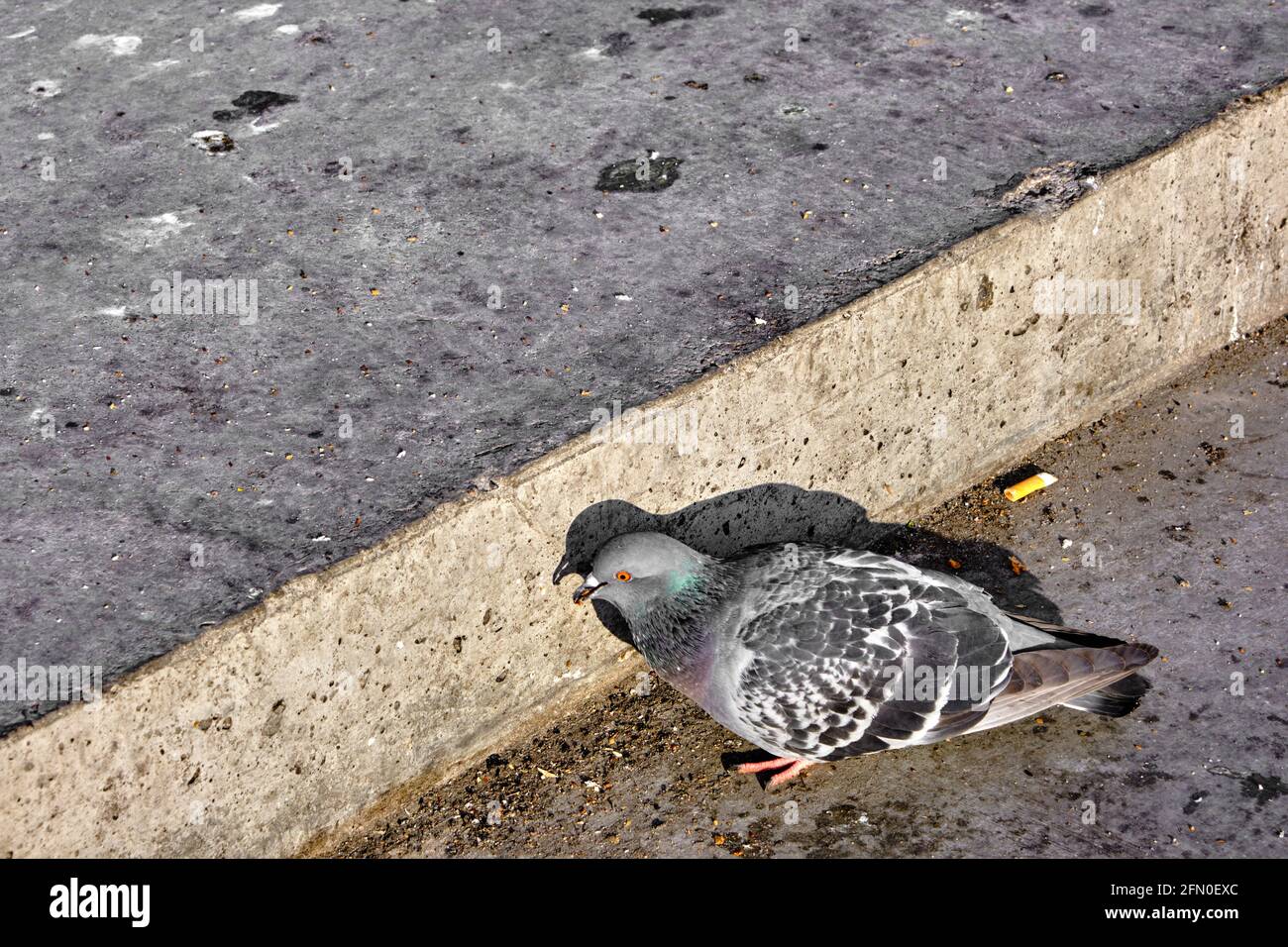 Single dove and pigeon. Gray feathers and colorful feathers on their ...
