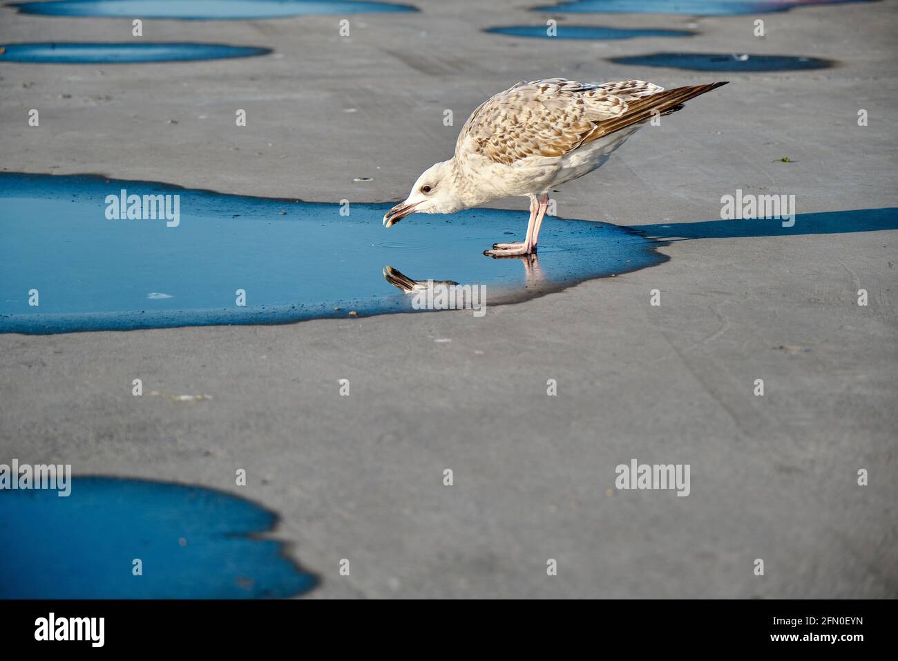 Single and huge seagull on the small puddle and its reflection and also ...