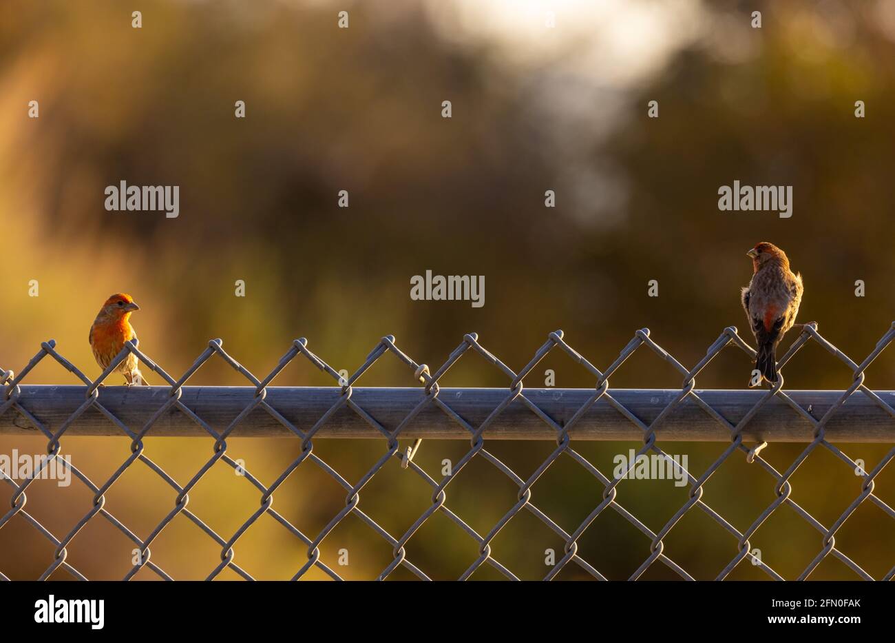Small finches hi-res stock photography and images - Alamy