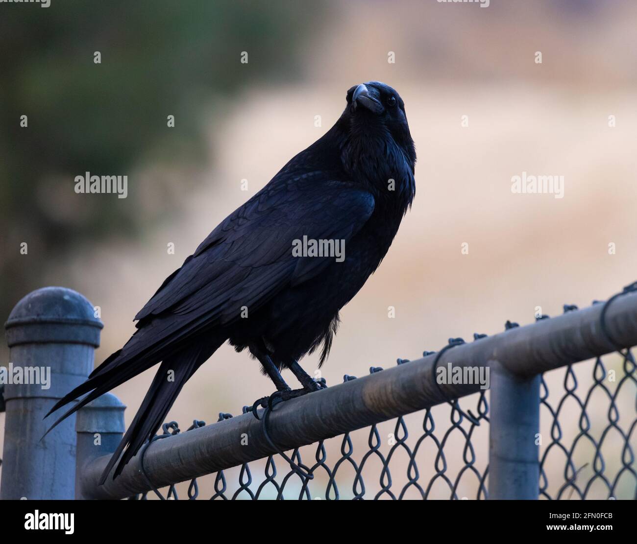 Crow on a chainlink fence Stock Photo - Alamy